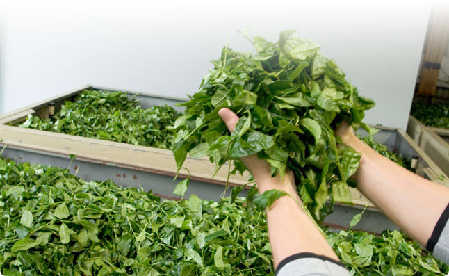 Matcha Green Tea Powder Nutrition Facts – Got Matcha